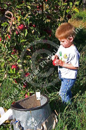 A three year old boy picks apples in an orchard near Emmett, Idaho ...