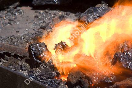 Iron being heated by a coal fired forge for blacksmith use during a ...