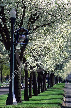 Pear trees in bloom line Harrison Blvd. in Boise, Idaho. | David R ...