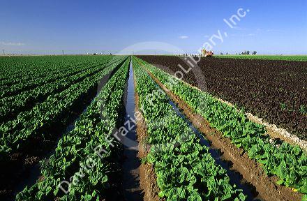Lettuce crops in Imperial Valley, California. | David R. Frazier ...