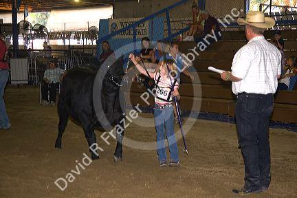 Girl showing a Black Angus Cow she raised to a 4-H judge at the Western ...