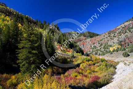 Autumn color along the Logan River in Logan Canyon, Utah, USA. | David ...