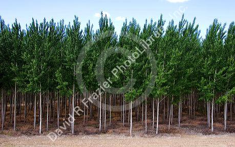 Cottonwood/poplar tree farm near Boardman, Oregon. | David R. Frazier ...